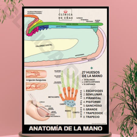 Mapa de la anatomía de la mano - Clínica de Uñas Rosa Fractalia