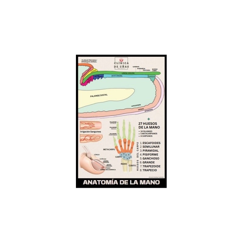 Mapa de la anatomía de la mano - Clínica de Uñas Rosa Fractalia